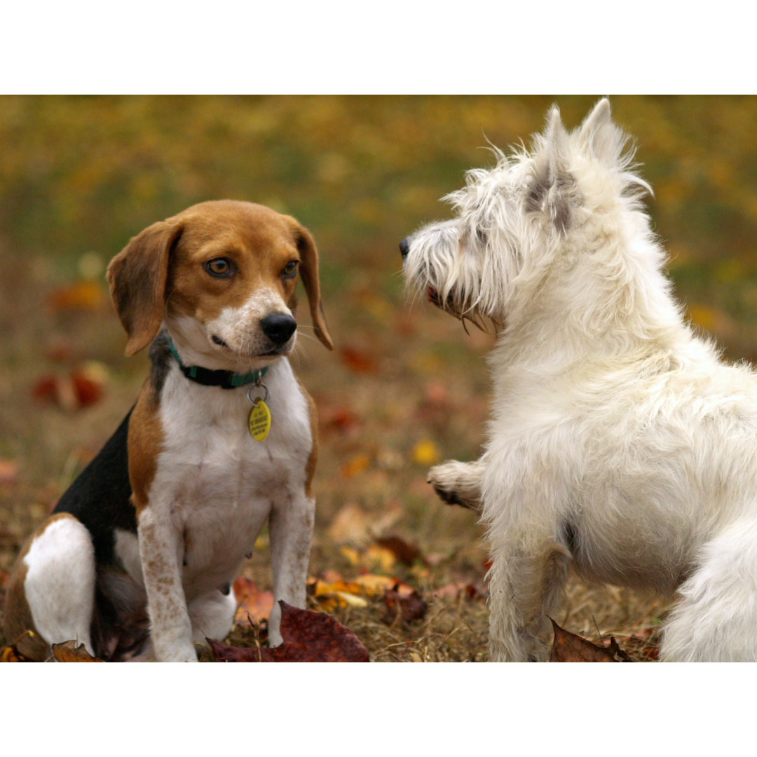 3 Reasons Why Socializing Your Pet Is Important - Village Gate Animal ...